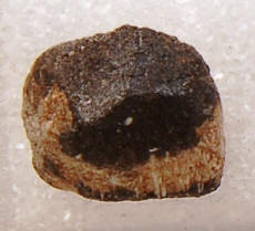 Lehigh Mineral Auction